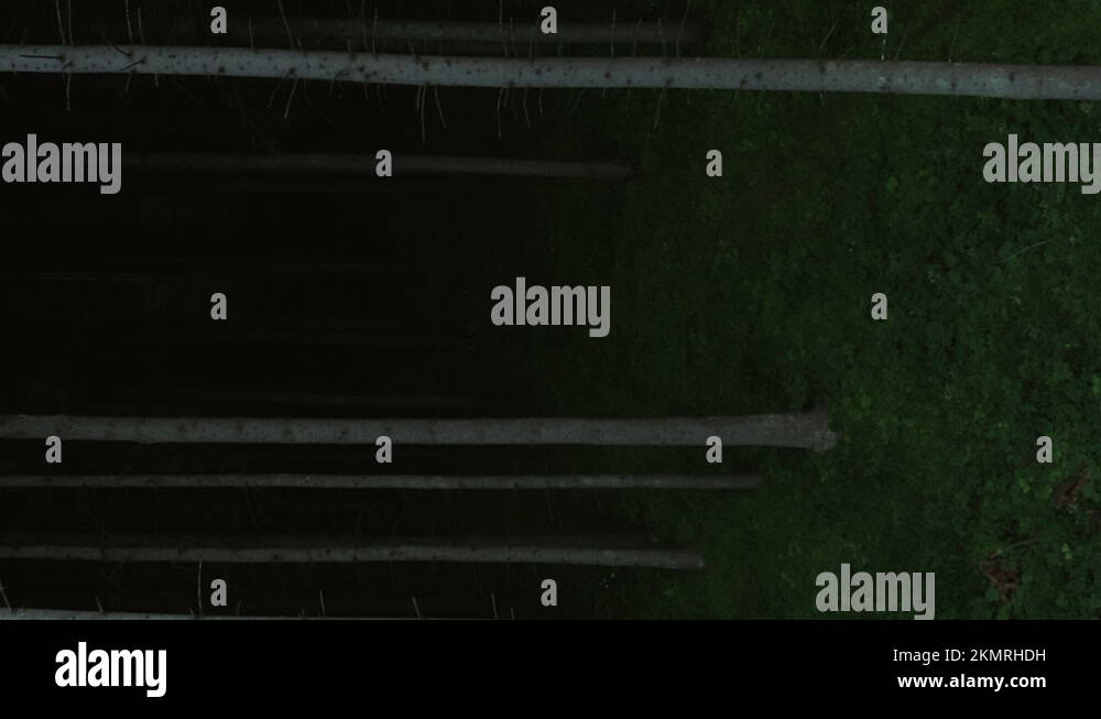 Rising tree trunks Stock Videos & Footage - HD and 4K Video Clips - Alamy