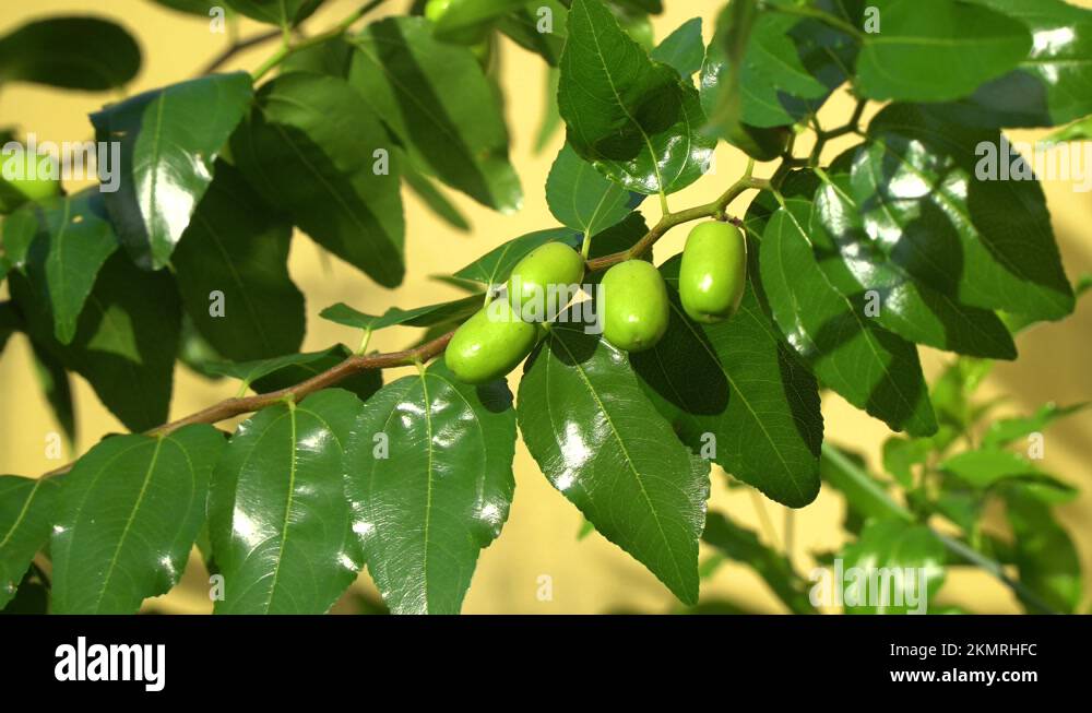 Green jujube tree Stock Videos & Footage - HD and 4K Video Clips - Alamy
