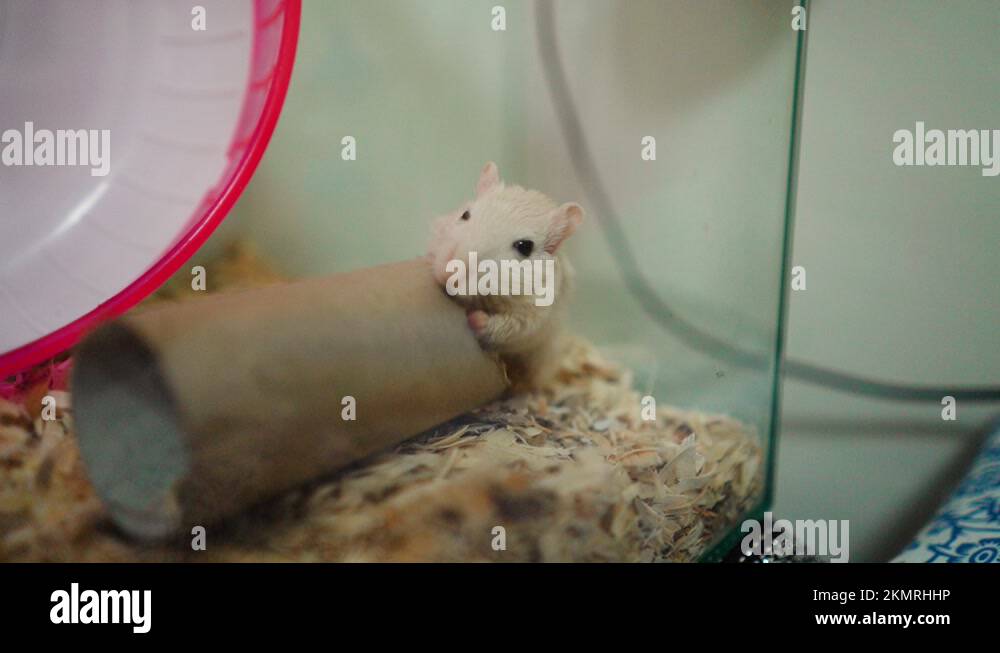 Gerbil in a cage Stock Videos & Footage - HD and 4K Video Clips - Alamy