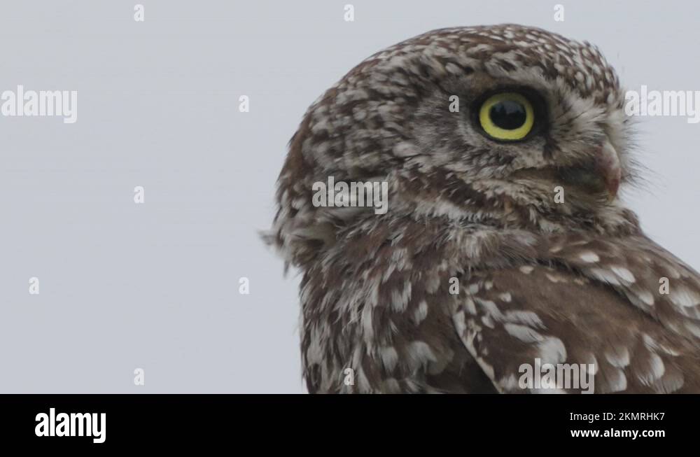 Head movement Stock Videos & Footage - HD and 4K Video Clips - Alamy