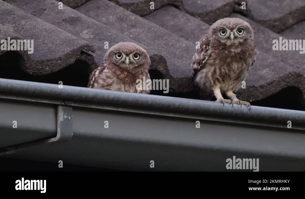 Funny owls Stock Videos & Footage - HD and 4K Video Clips - Alamy