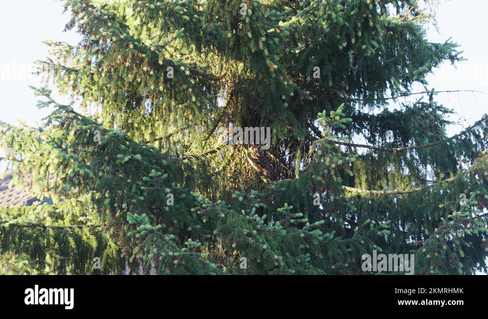 Spruce evergreen tree vector Stock Videos & Footage - HD and 4K Video ...