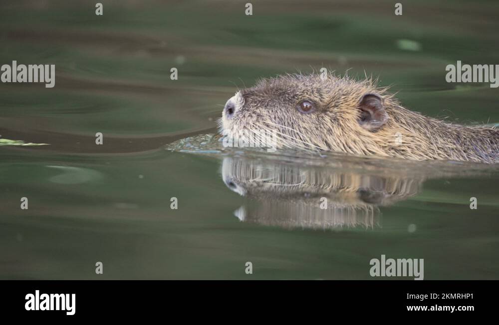 Animals with orange teeth Stock Videos & Footage - HD and 4K Video ...