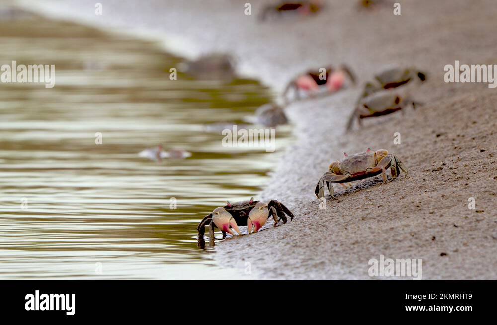 Group of Crabs (Neohelice granulata) Slowly Crawling On Beach By Sea ...