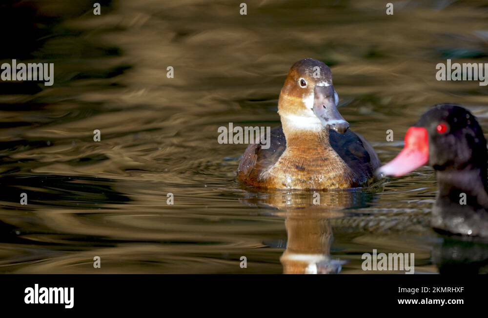 Red beak duck Stock Videos & Footage - HD and 4K Video Clips - Alamy