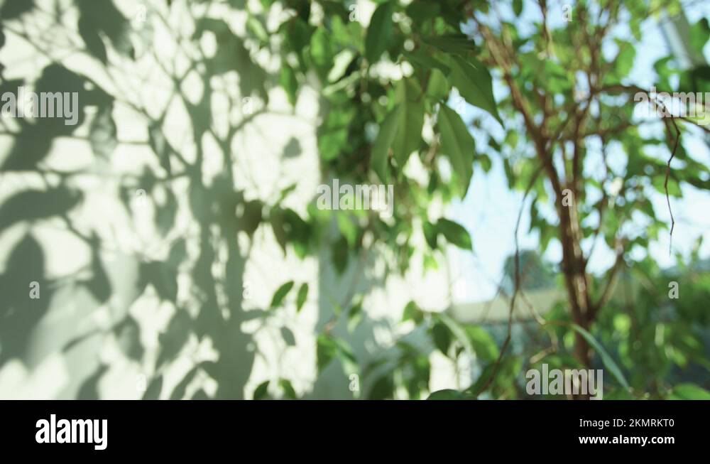 Blurred big window, green ficus plant, wall of room with sun shadows ...