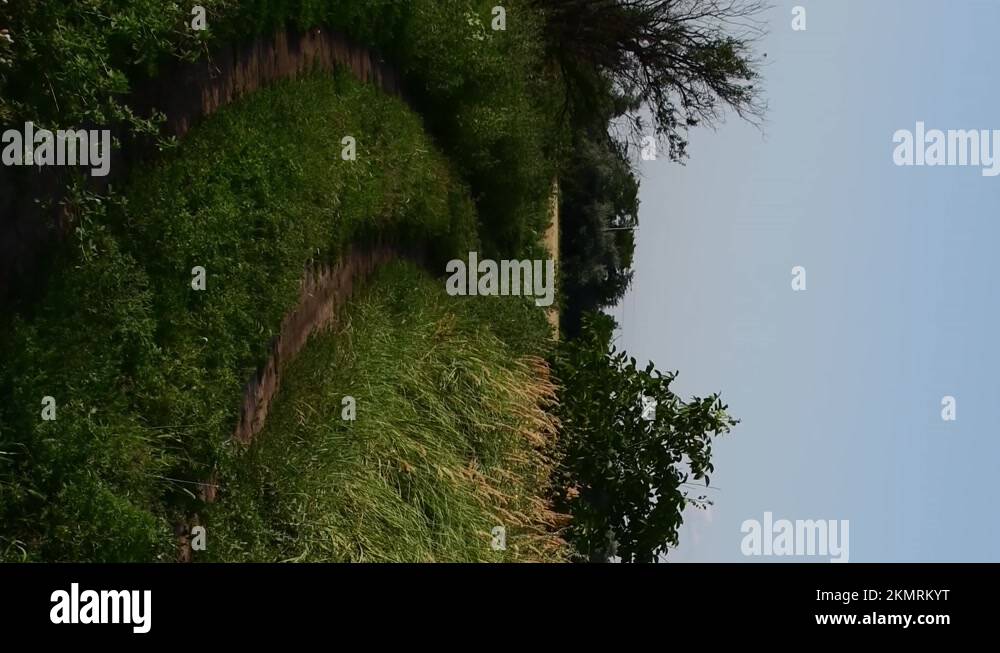 Overgrown country road landscape with cereal crop field and clouds in ...