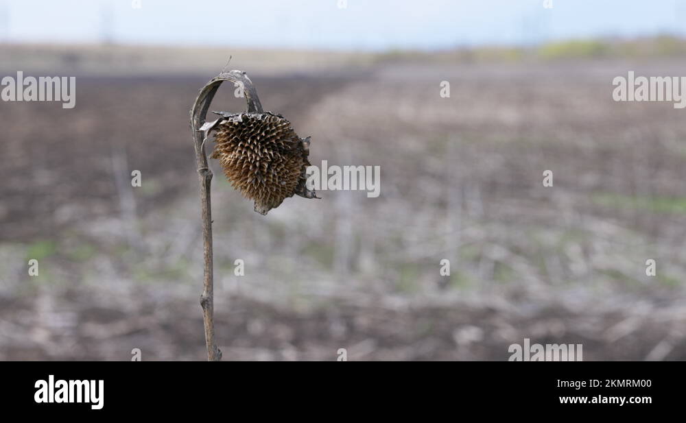 Dead sunflower field Stock Videos & Footage - HD and 4K Video Clips - Alamy
