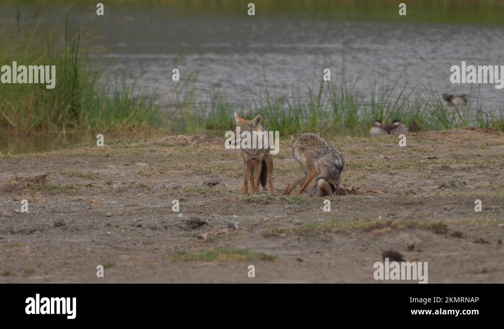 African wolves Stock Videos & Footage - HD and 4K Video Clips - Alamy