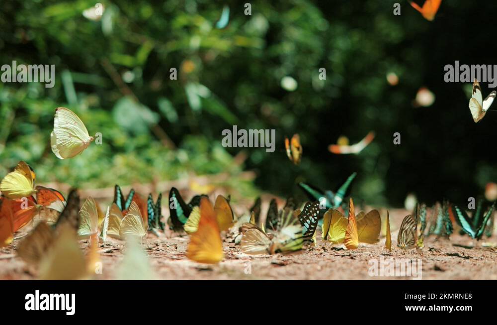 Monarch butterfly group Stock Videos & Footage - HD and 4K Video Clips ...