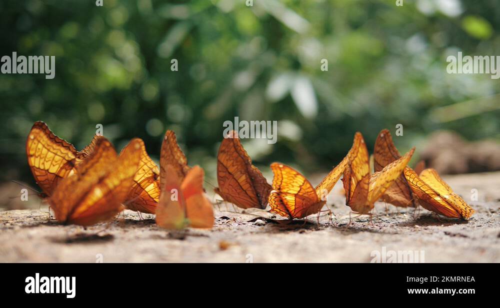 Puddling butterflies Stock Videos & Footage - HD and 4K Video Clips - Alamy