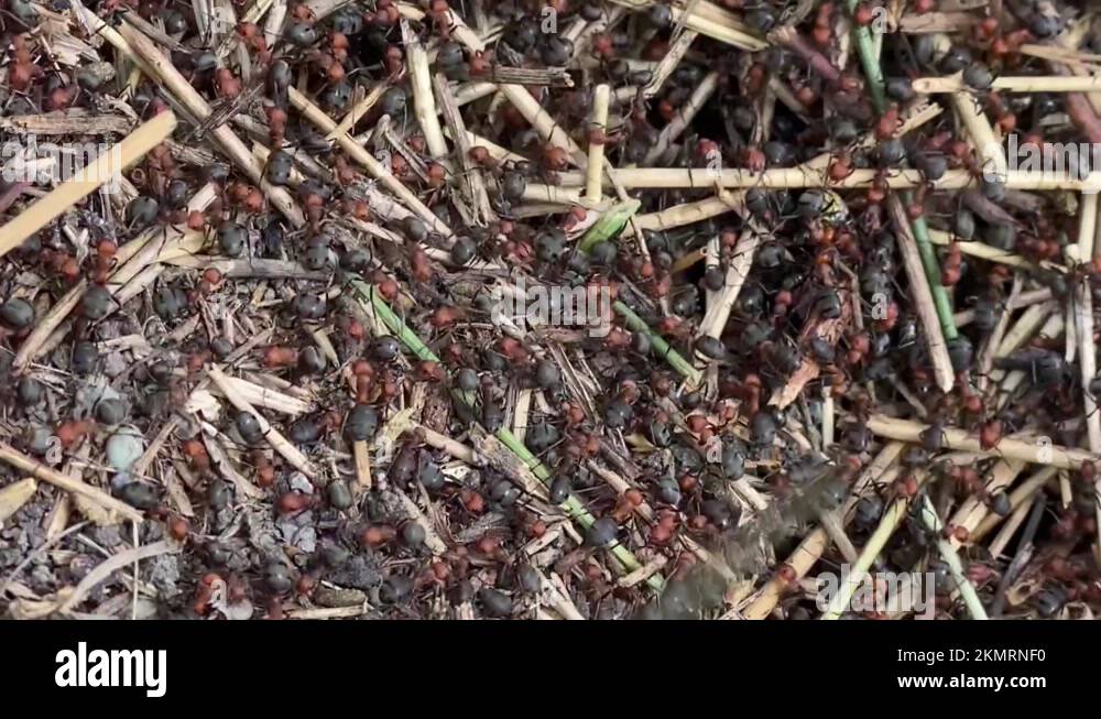 Ant colony nest Stock Videos & Footage - HD and 4K Video Clips - Alamy