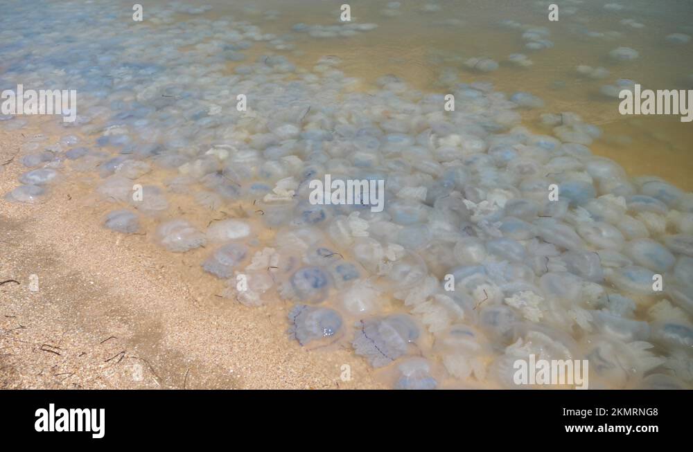 Multitude of see-through jelly fishes swimming in yellowish Black Sea ...