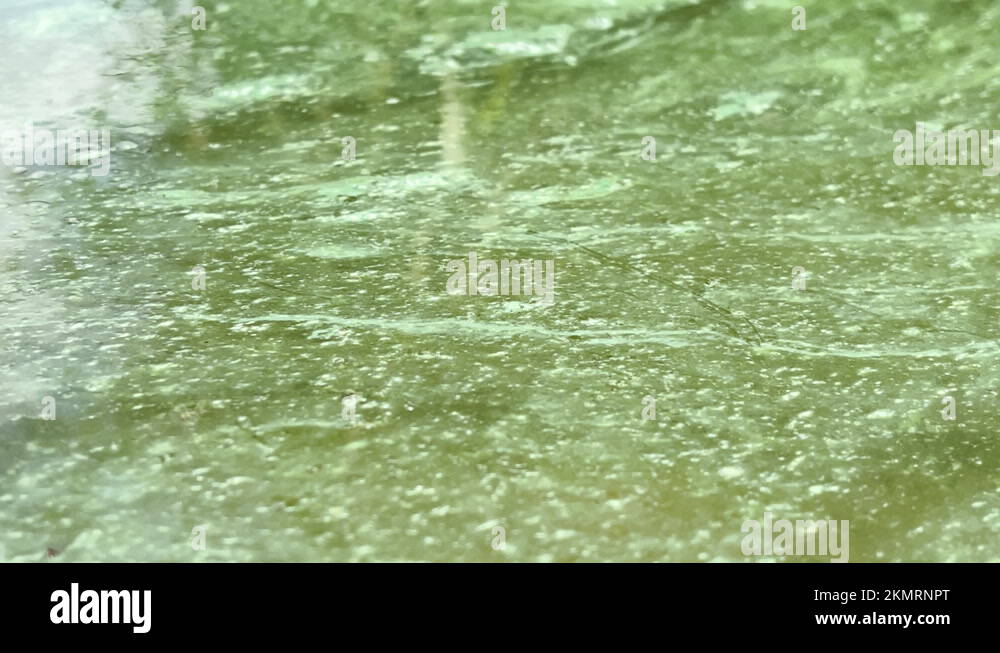 Swamp adder Stock Videos & Footage - HD and 4K Video Clips - Alamy