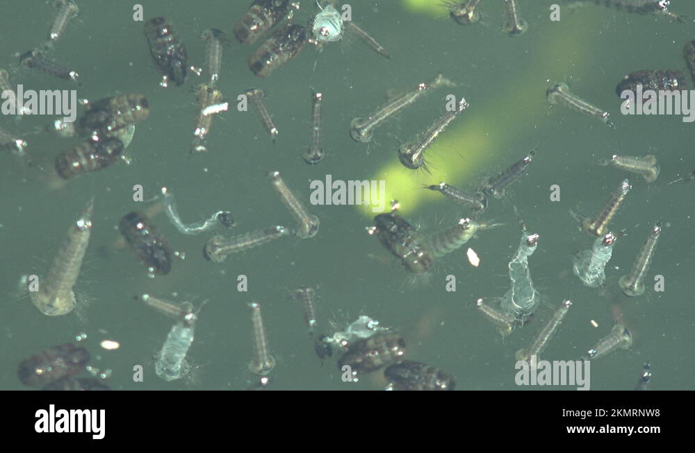 Two stages of mosquitoes on surface of forest swamp, larvae ...