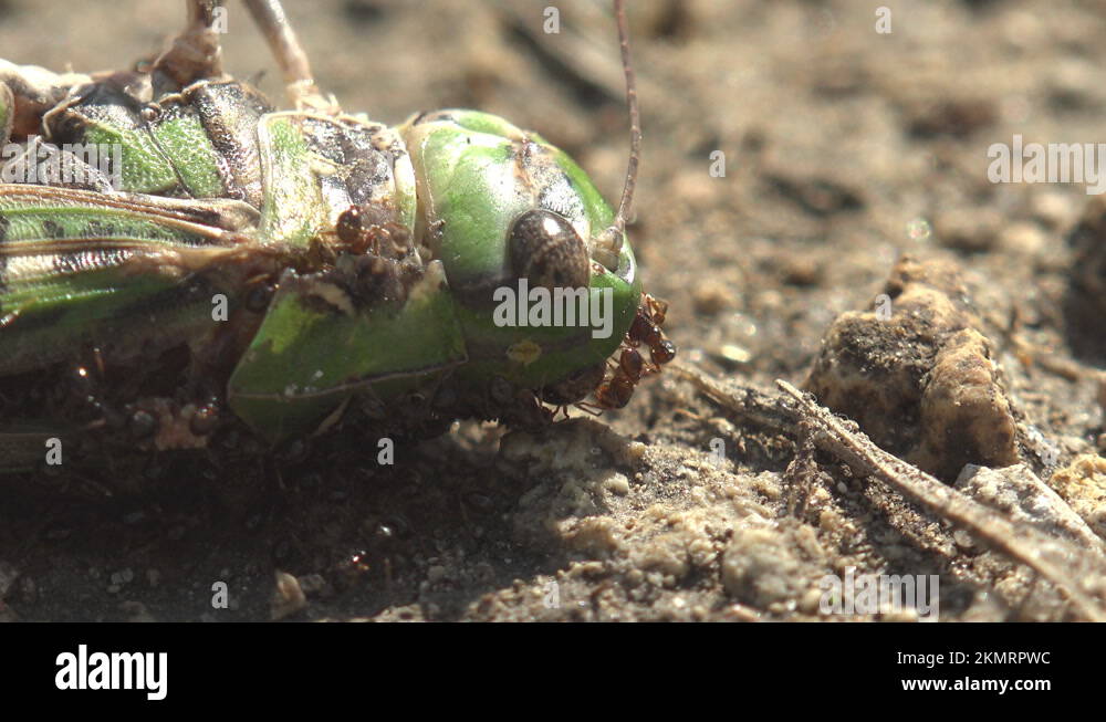 Green ant nest Stock Videos & Footage - HD and 4K Video Clips - Alamy