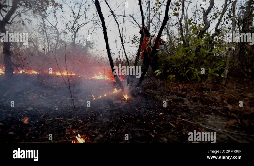 Firefighters limit the damage of a wildfire using a blower to control ...