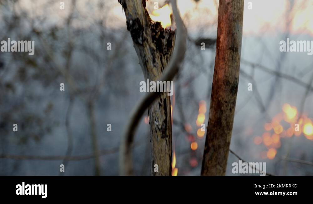 Fire burns a tree branch in a wildfire in a forest in the Brazilian ...