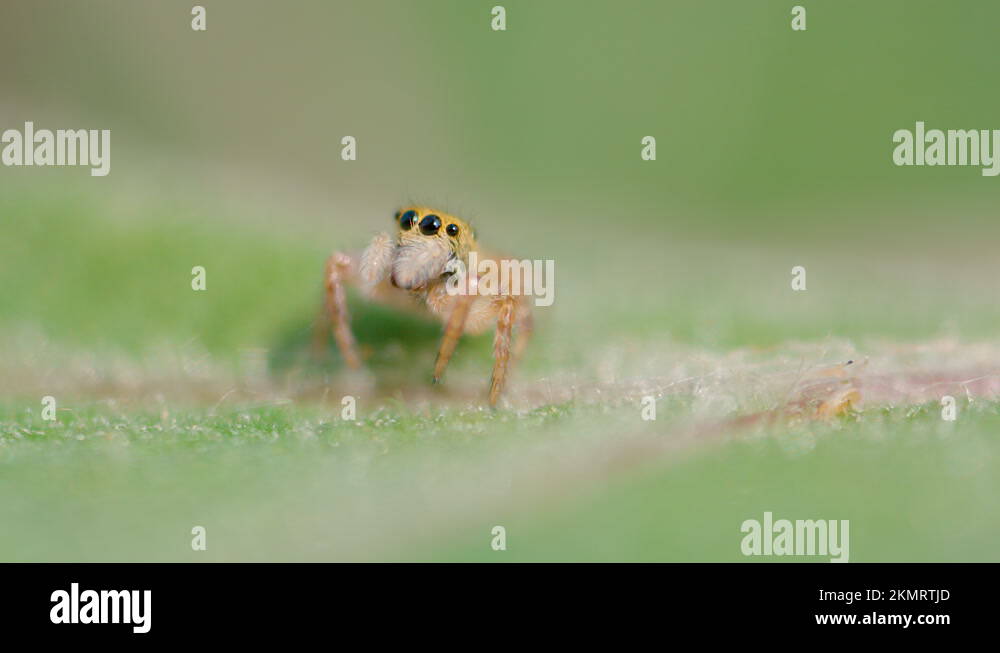 MACRO: Cute close up of an tiny spider with big black eyes and fuzzy ...