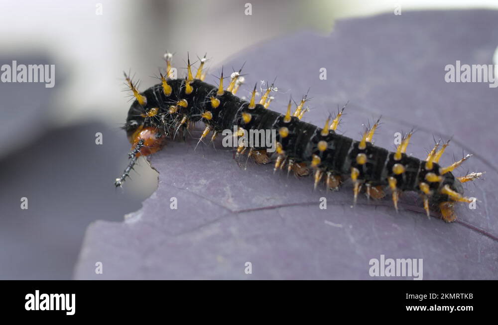 Nymphalidae caterpillar Stock Videos & Footage - HD and 4K Video Clips ...