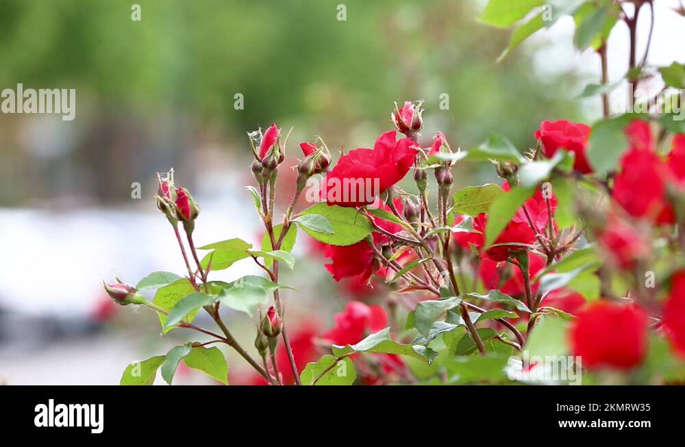 Red plant lice Stock Videos & Footage - HD and 4K Video Clips - Alamy