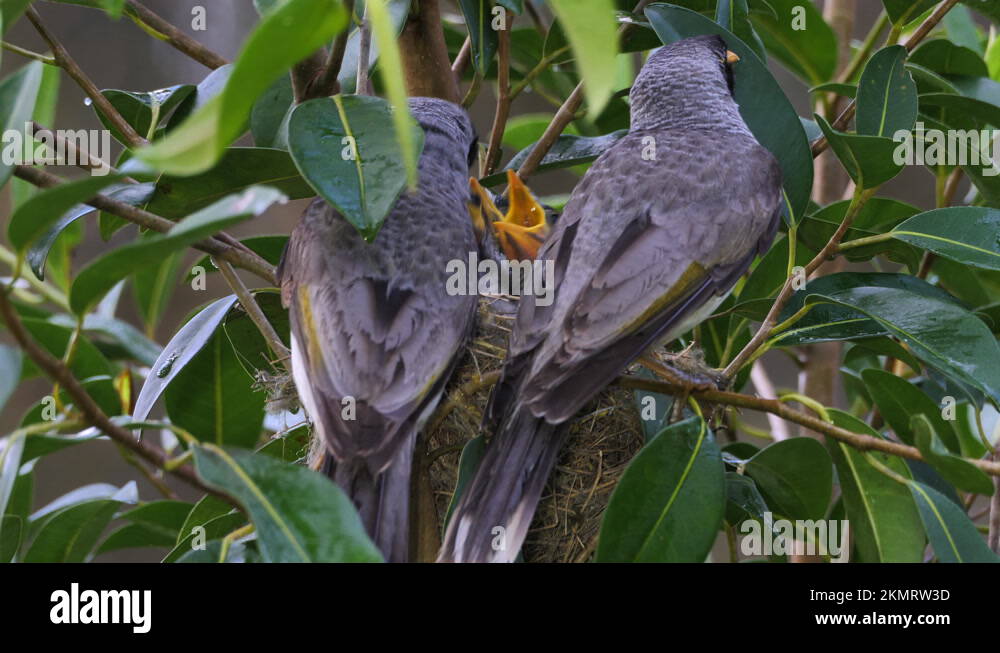 Breeding various Stock Videos & Footage - HD and 4K Video Clips - Alamy