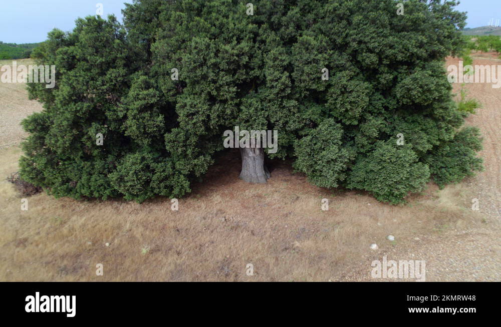 Holm oak quercus ilex Stock Videos & Footage - HD and 4K Video Clips ...