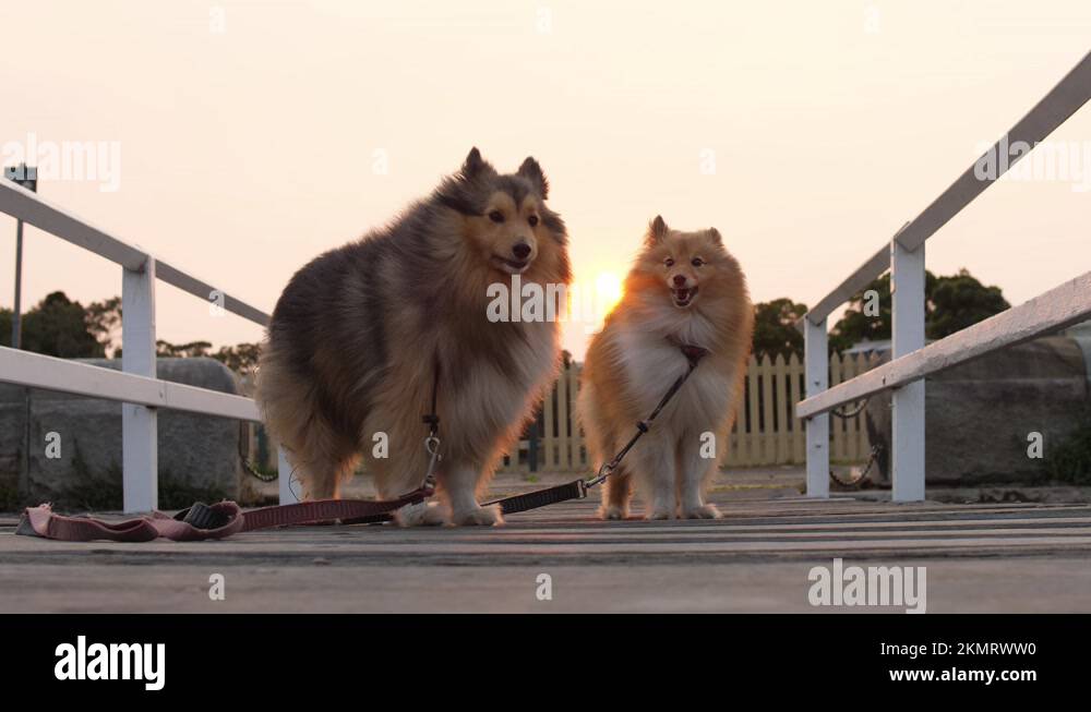 Shetlandsheepdogdogbreed Stock Videos & Footage - HD and 4K Video Clips ...