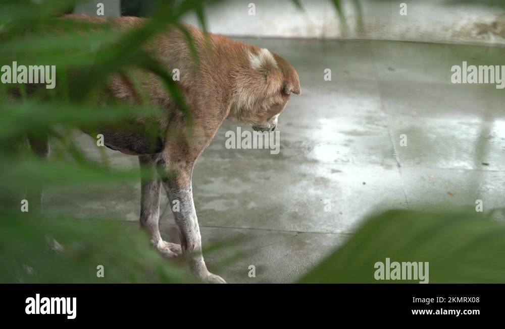 Poor dog in the street Stock Videos & Footage - HD and 4K Video Clips ...