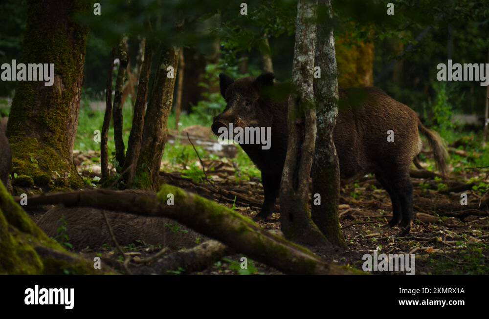 Hog environment Stock Videos & Footage - HD and 4K Video Clips - Alamy