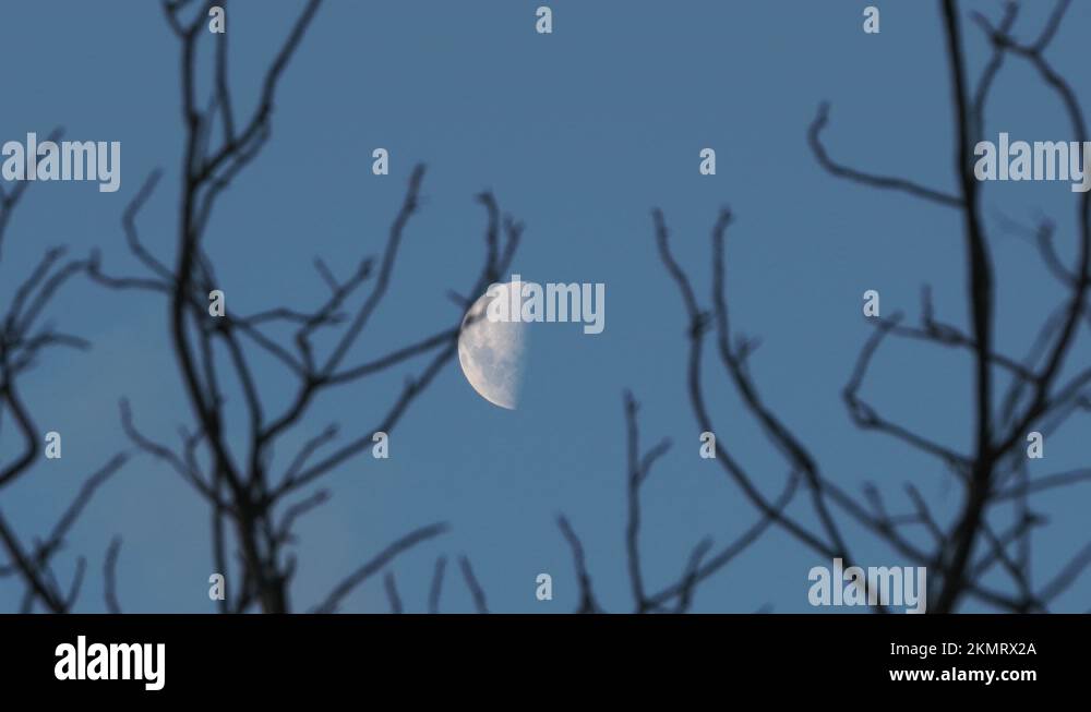 moon rotation visible in the night sky through branches Stock Video ...