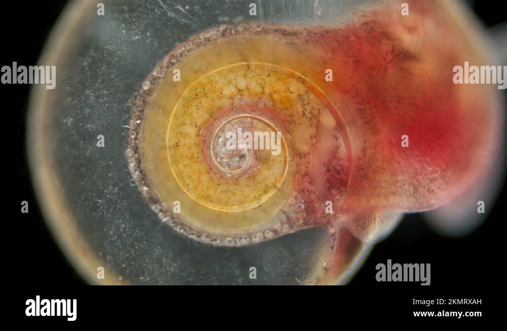 Pulmonata Stock Videos & Footage - HD and 4K Video Clips - Alamy