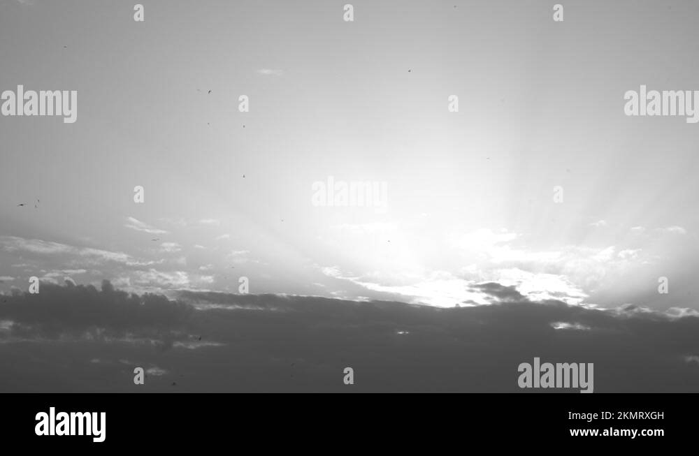 Many birds flying in morning early sunrise sunny sky background Stock ...