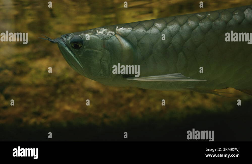 Asian Arowana Swimming Peacefully Underwater In Uminomori Aquarium In ...