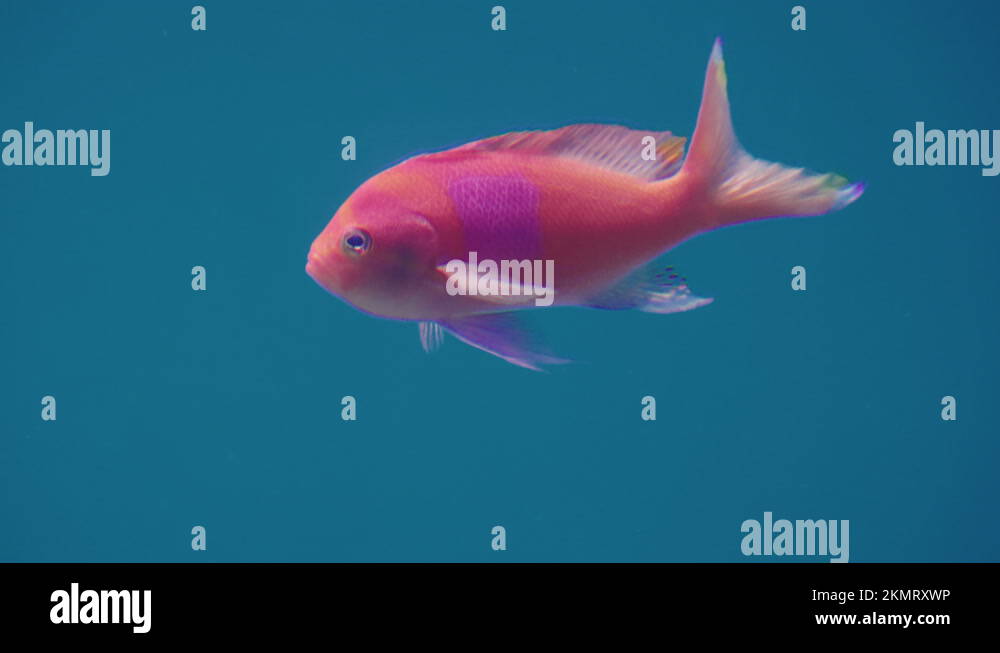 Squarespot Anthias Fish At Saltwater Umino-Mori Aquarium In Sendai ...