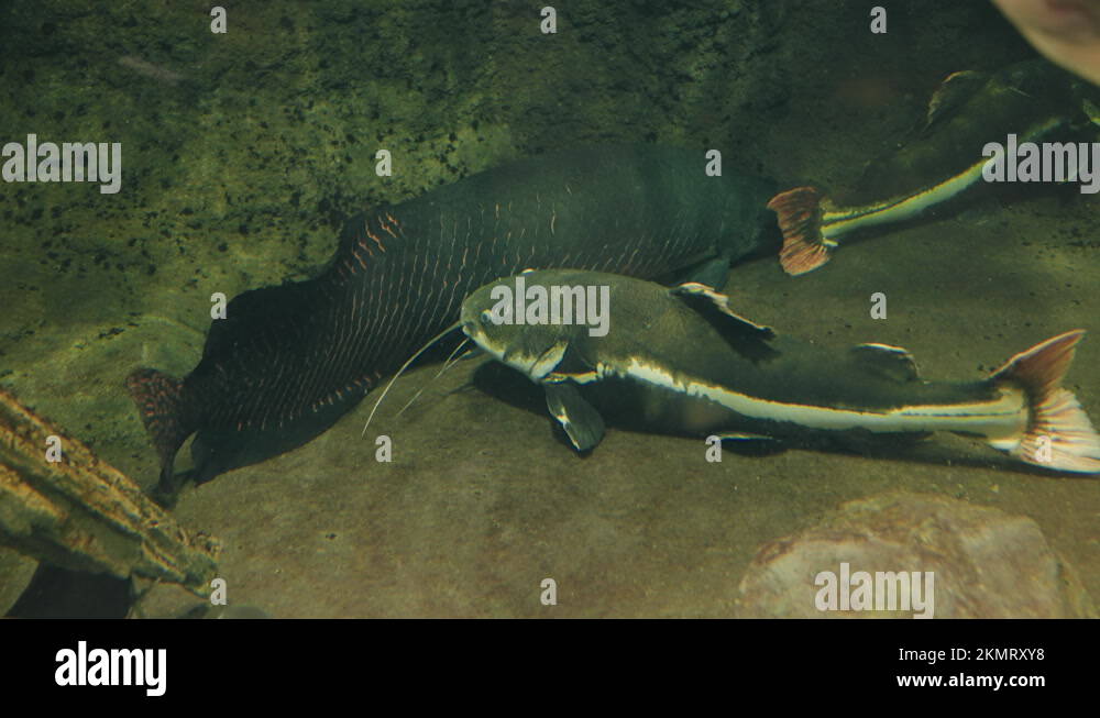 Catfish japan Stock Videos & Footage - HD and 4K Video Clips - Alamy