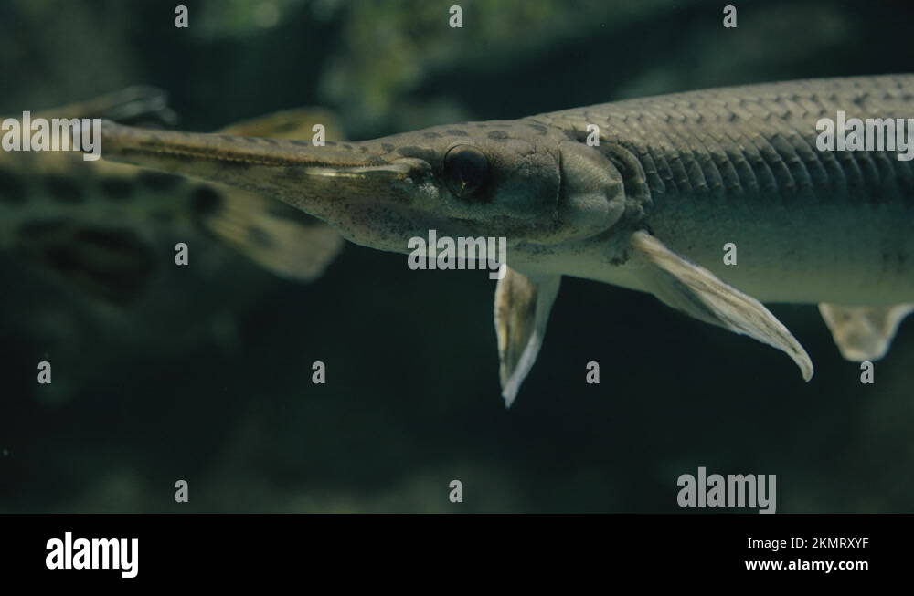 Spotted gar Stock Videos & Footage - HD and 4K Video Clips - Alamy