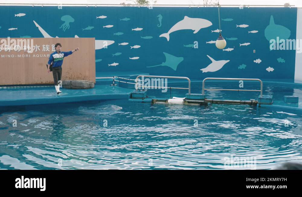 Seal Jumping From The Water To Touch A Ball - Show With Sea Animals In ...