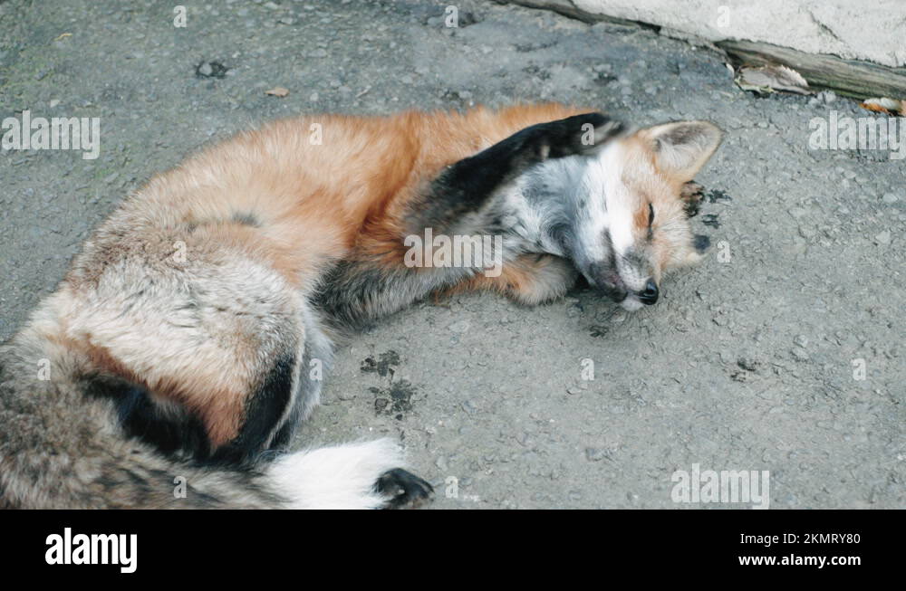 Fox Lying And Resting On The Ground At The Zao Fox Village In Miyagi Stock Video Footage - Alamy