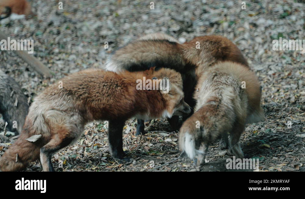 Foxes mating Stock Videos & Footage - HD and 4K Video Clips - Alamy
