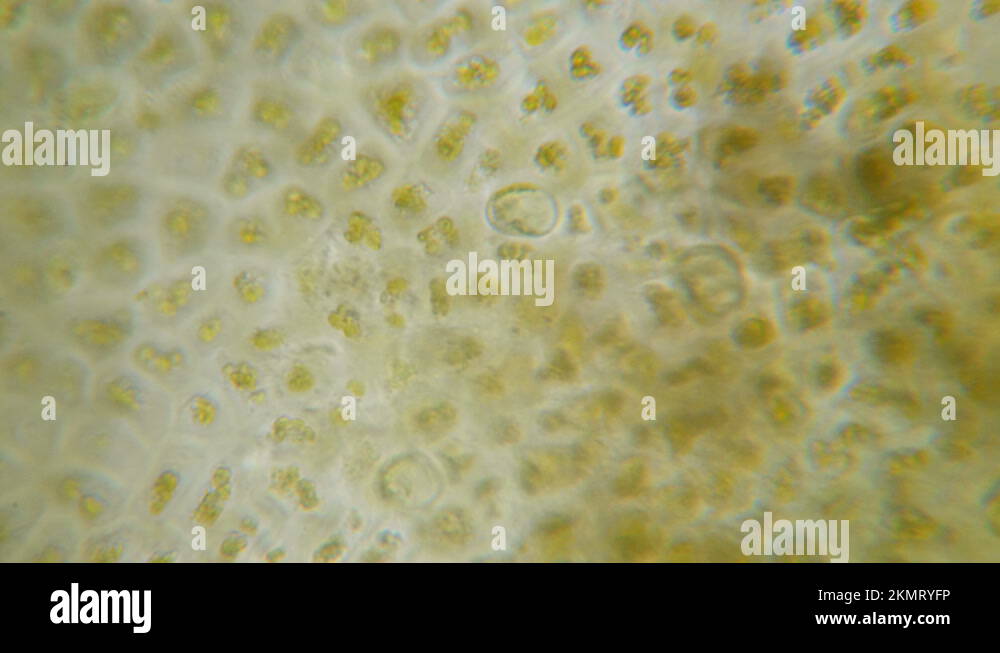 Structure of chloroplasts Stock Videos & Footage - HD and 4K Video ...