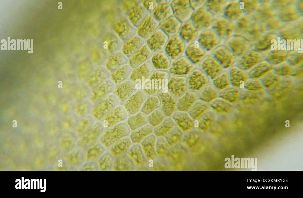 Chloroplast under a microscope. Chloroplasts in plant cells. Cell structure v Stock Video ...