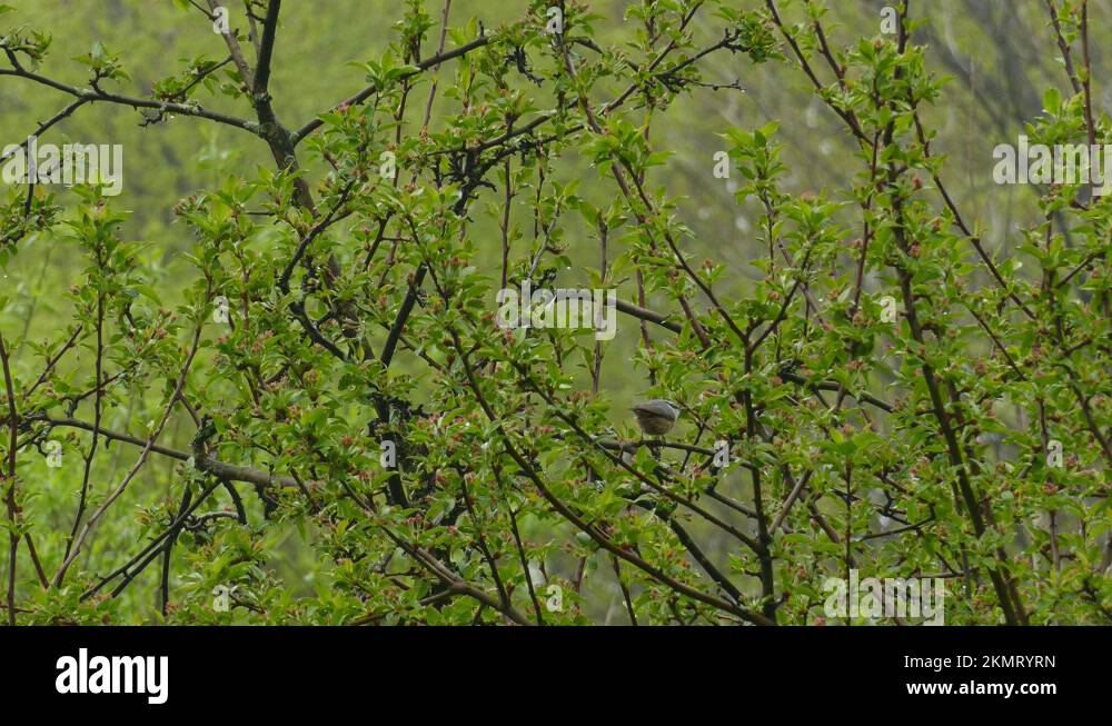 Songbirds birds Stock Videos & Footage - HD and 4K Video Clips - Alamy