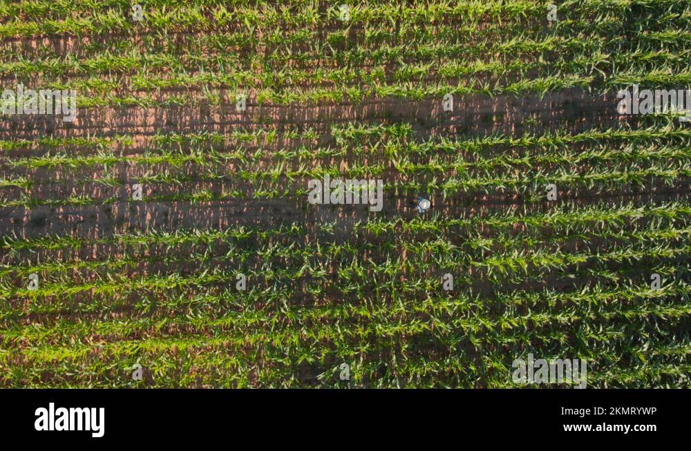 Farmer walking through cornfield top view. Man going between corn rows ...