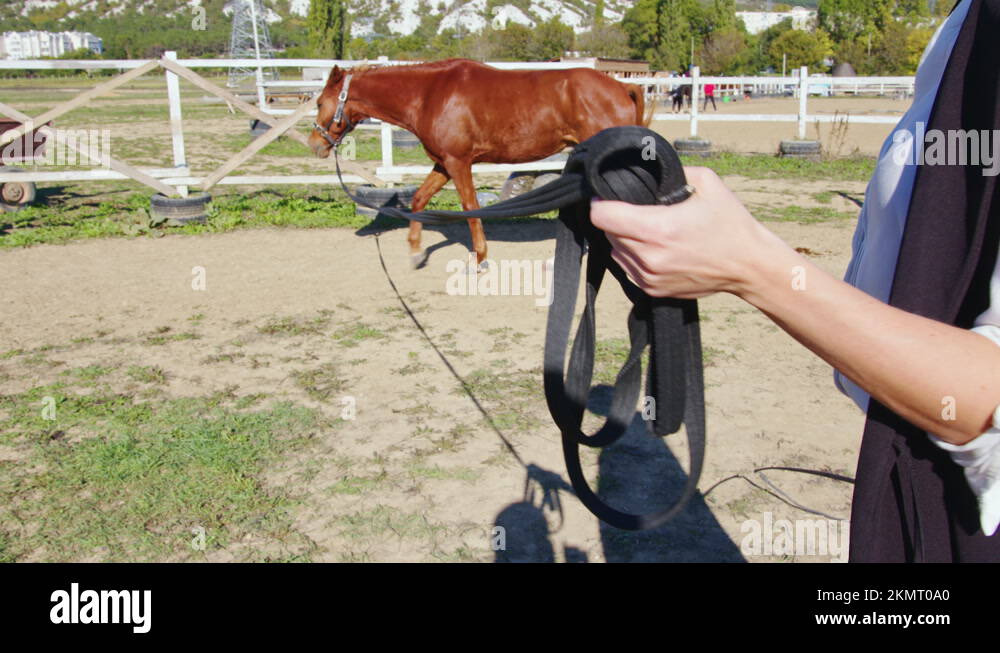 Whips for horse Stock Videos & Footage - HD and 4K Video Clips - Alamy