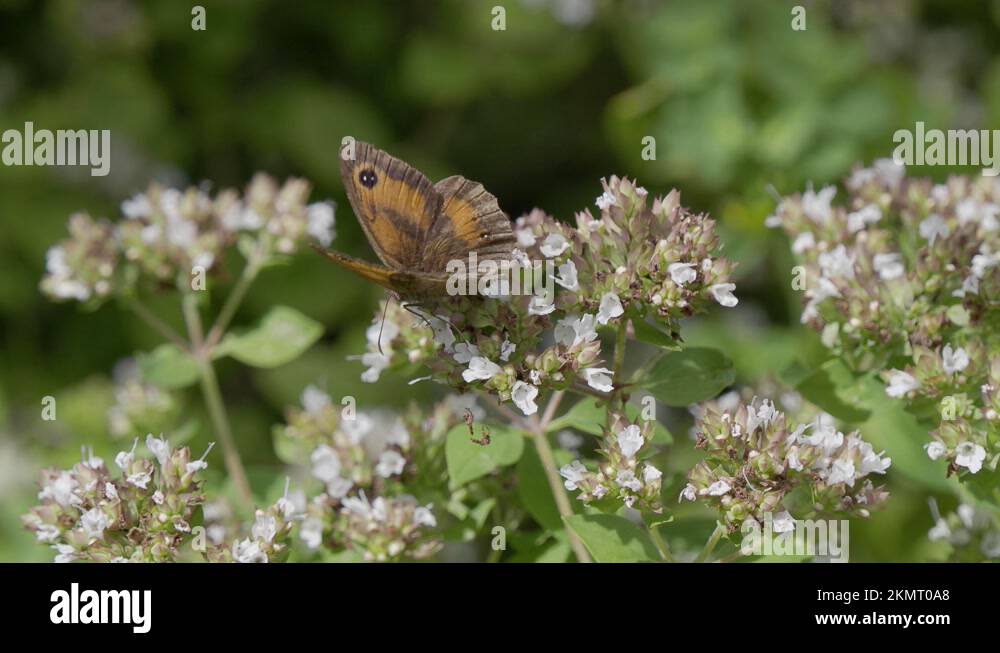Gatekeeper Stock Videos & Footage - HD and 4K Video Clips - Alamy
