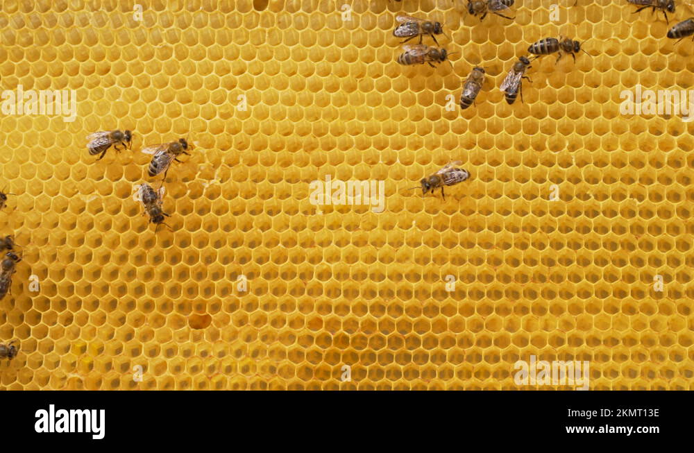 Bees family working on honeycomb in apiary. Life of apis mellifera in ...
