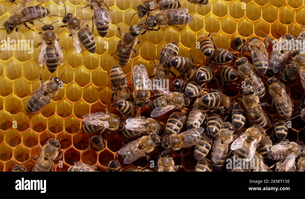 Bees family working on honeycomb in apiary. Life of apis mellifera in ...