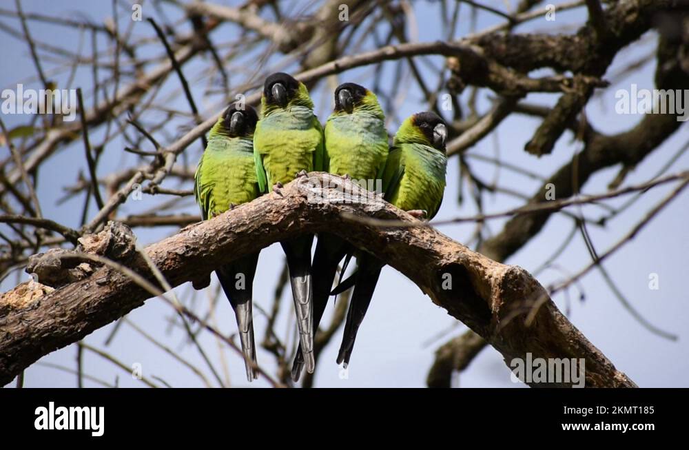 Nanday parakeet or nanday conure Stock Videos & Footage - HD and 4K ... Nanday parakeet or nanday conure Stock Videos & Footage - HD and 4K ...