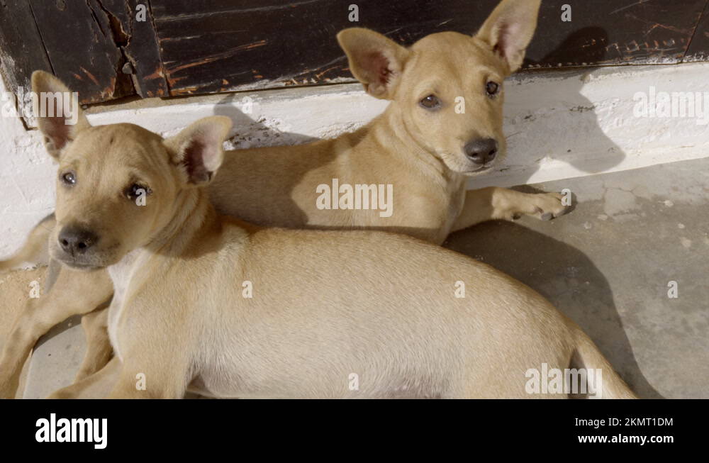 Dogs laying down Stock Videos & Footage - HD and 4K Video Clips - Alamy